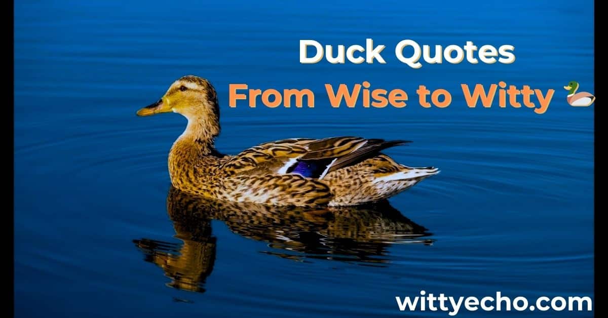 Donald Duck Quotes: From Wise to Witty- Witty Echo