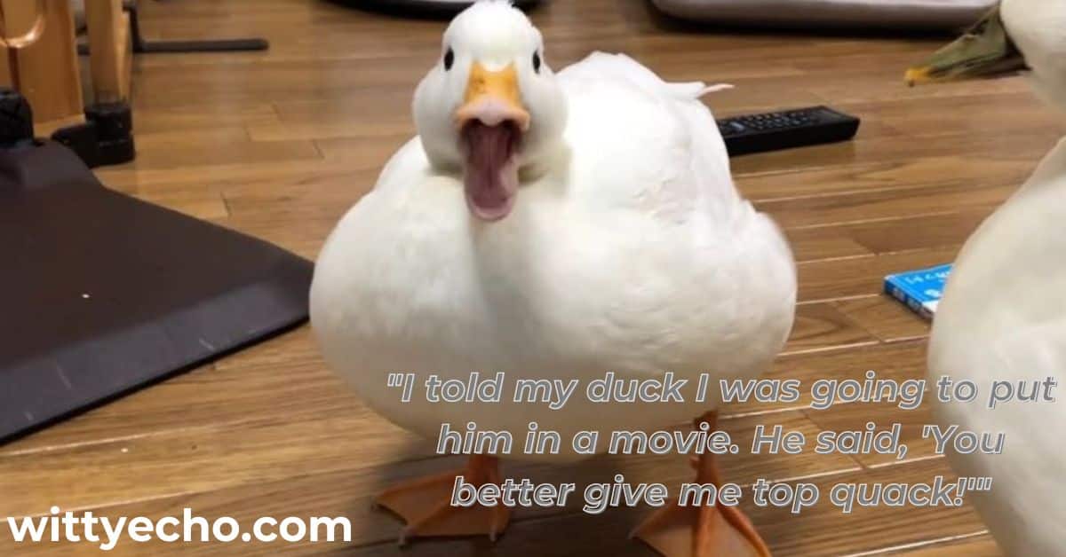 Donald Duck Quotes: From Wise to Witty- Witty Echo