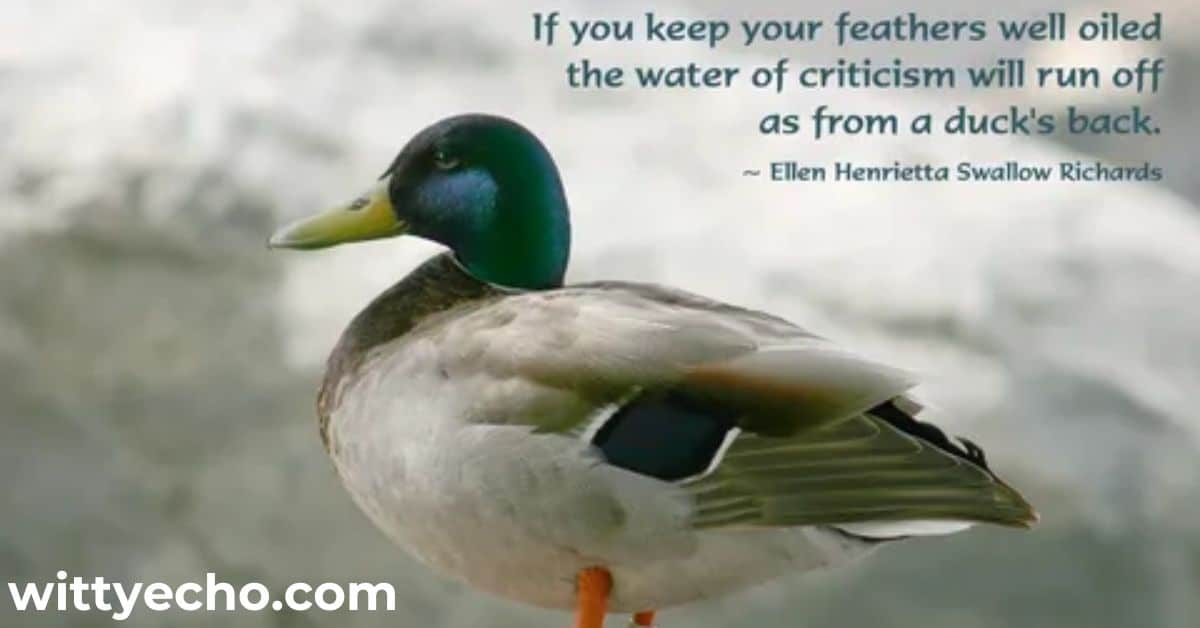Donald Duck Quotes: From Wise to Witty- Witty Echo