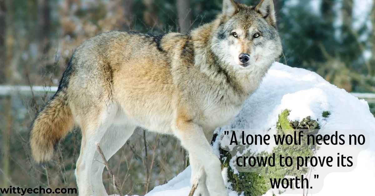 150 Best Quotes About Lone Wolves 🐺 - Witty Echo
