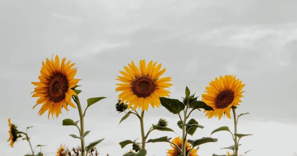 100+ Sunflower Quotes to Brighten Your Day