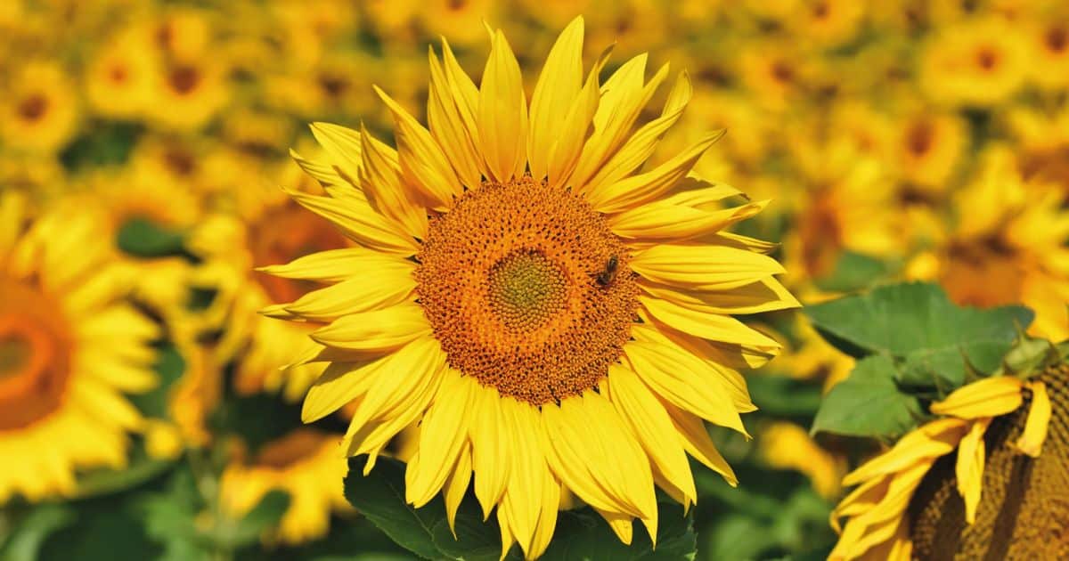 100+ Sunflower Quotes to Brighten Your Day