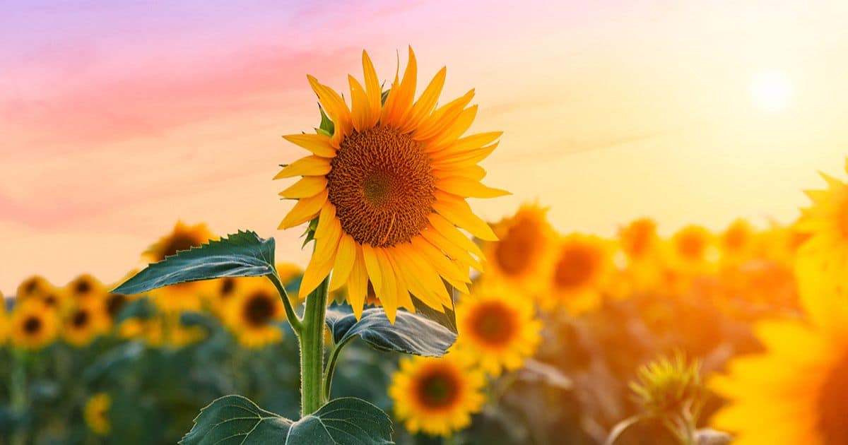 100+ Sunflower Quotes to Brighten Your Day