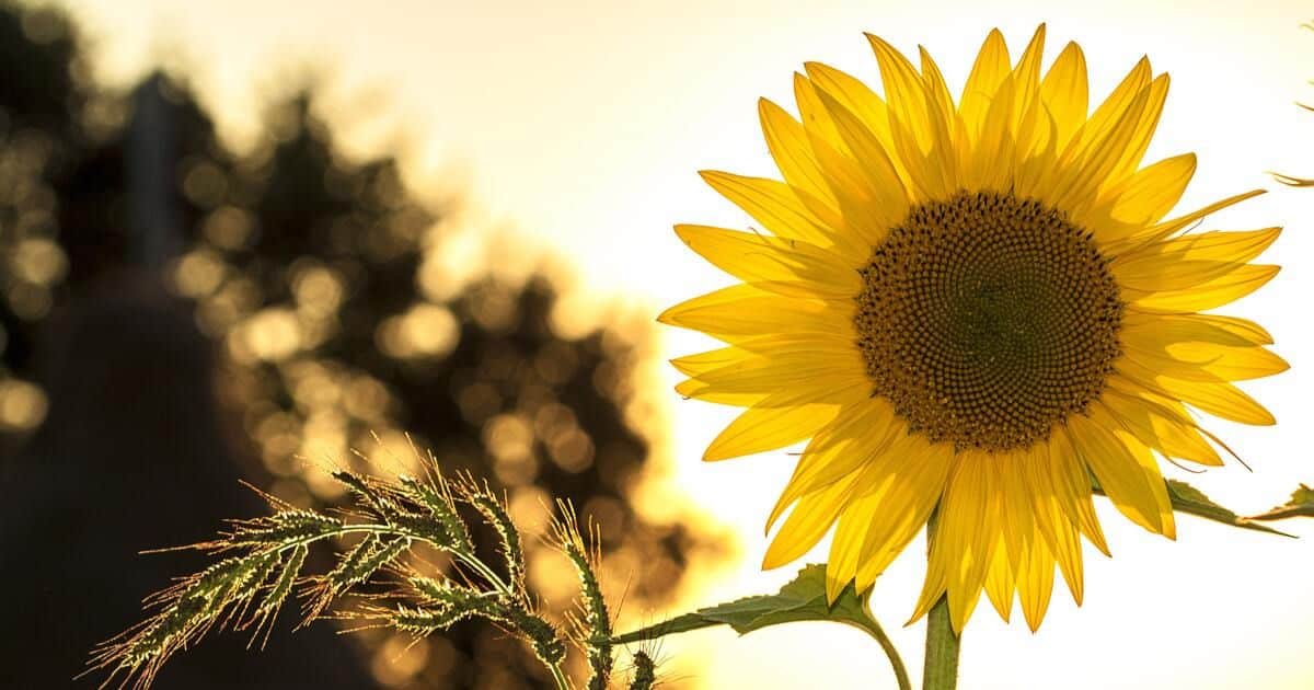 100+ Sunflower Quotes to Brighten Your Day